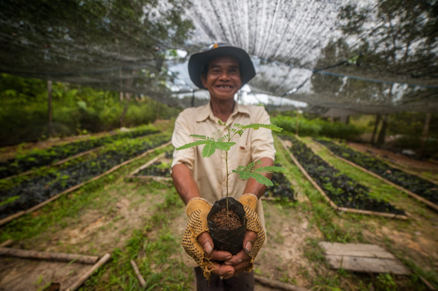 Aufforstungsprojekt Indonesien - artlogic